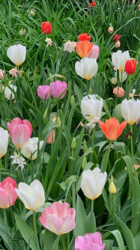 Tải 1001+ Ảnh Hoa Tulip Đẹp Nhất (Full HD, 4K) Sắc Nét - xemthoitiet.com.vn